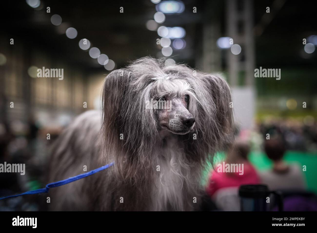 Birmingham, UK. 7th March 2024. Crufts 2024: Day 1 of the world famous ...