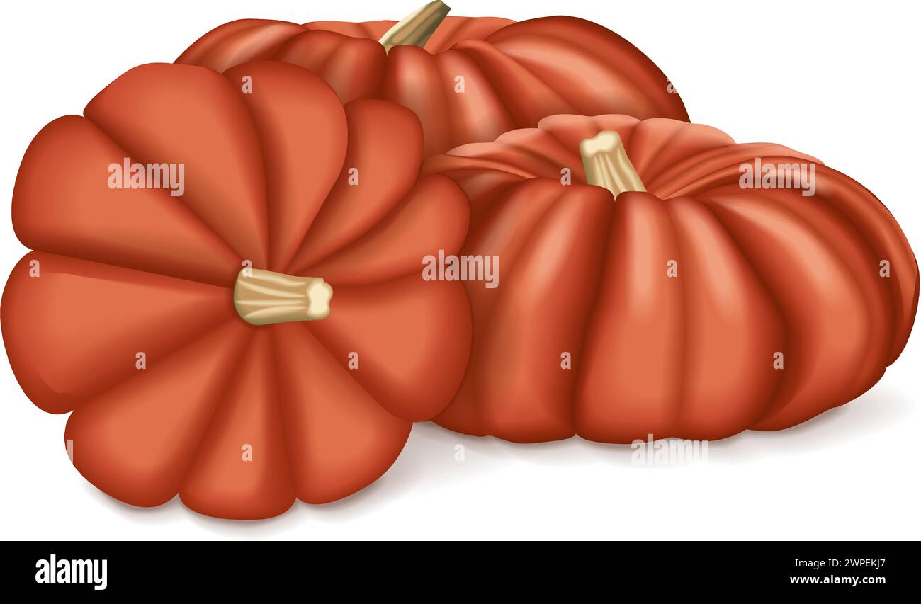 Group of Cinderella pumpkin. Rouge Vif D Etampes. Winter squash ...