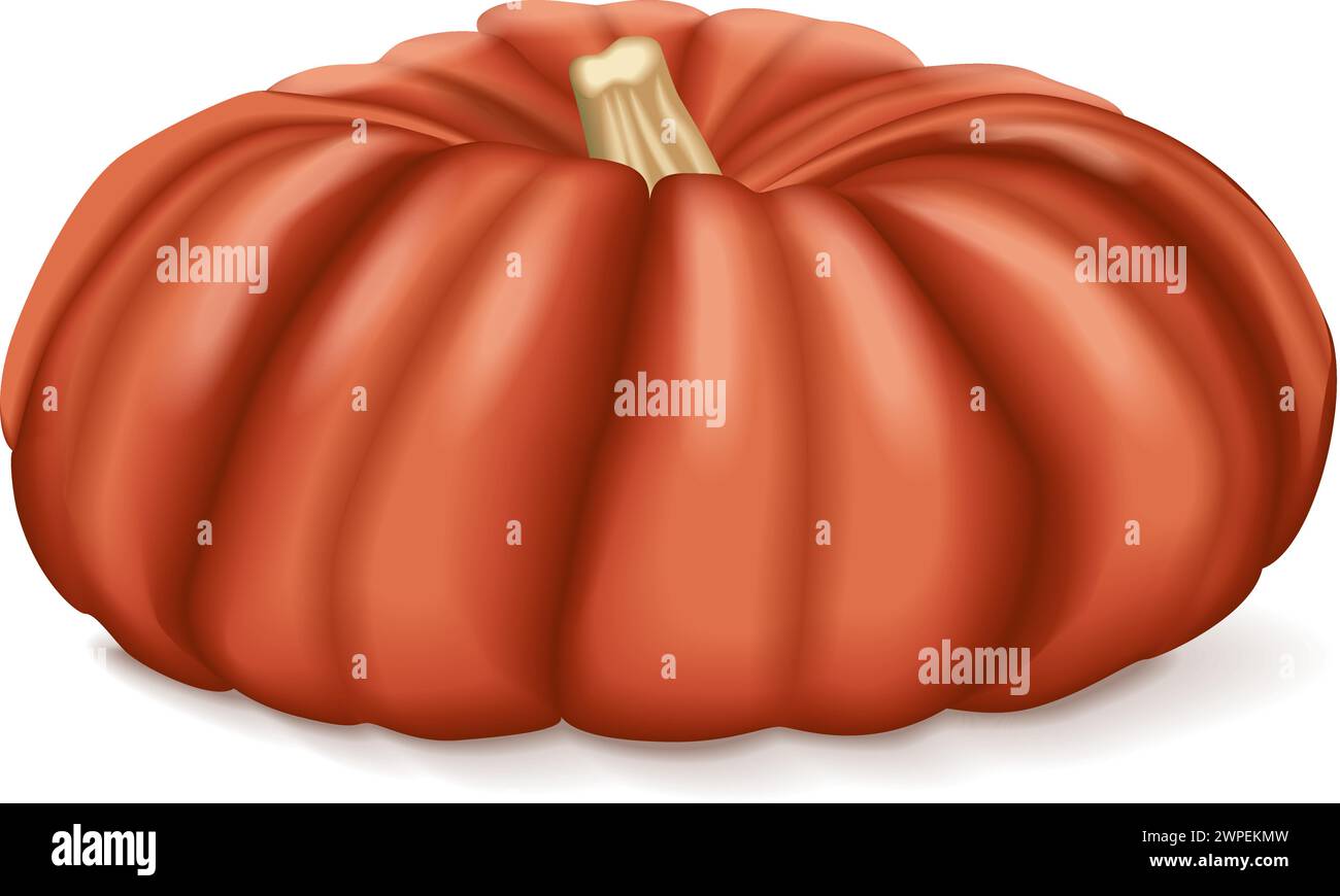 Cinderella pumpkin. Rouge Vif D Etampes. Winter squash. Cucurbita ...