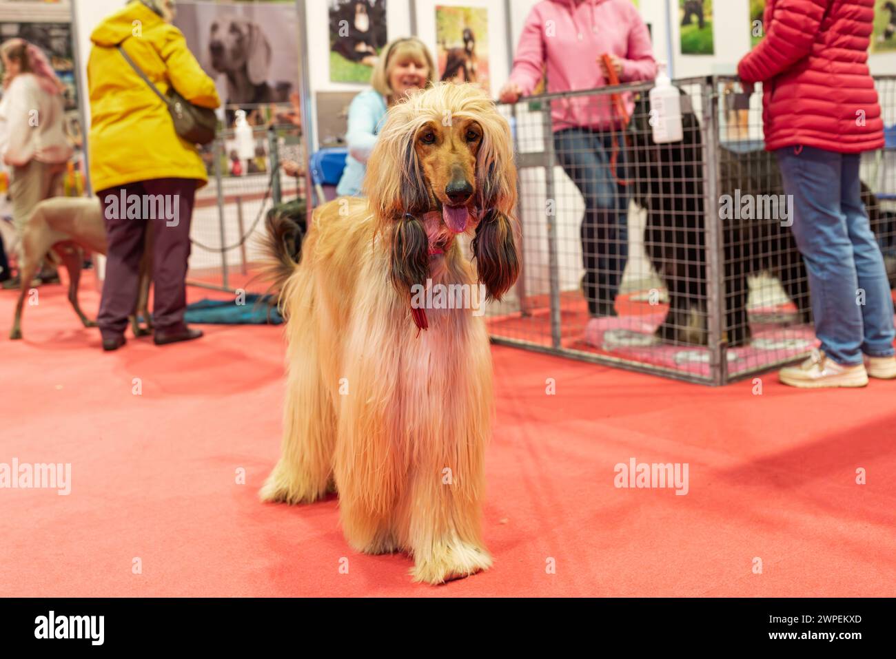 Crufts discover dogs afghan hound hi-res stock photography and images - Alamy