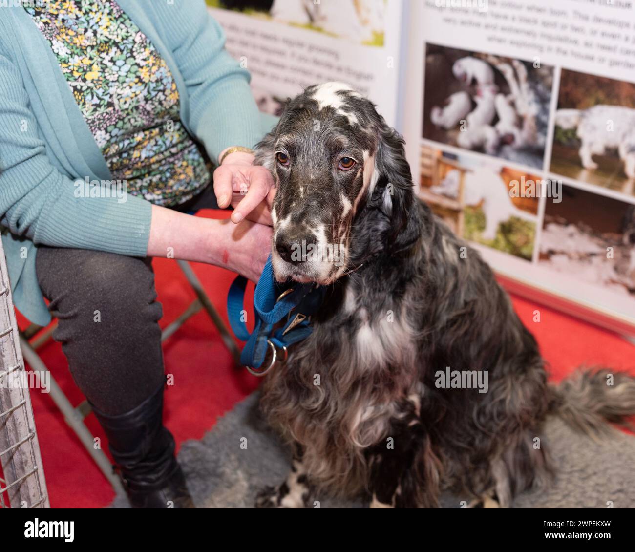Crufts 2024 discover dogs stand hi-res stock photography and images - Alamy