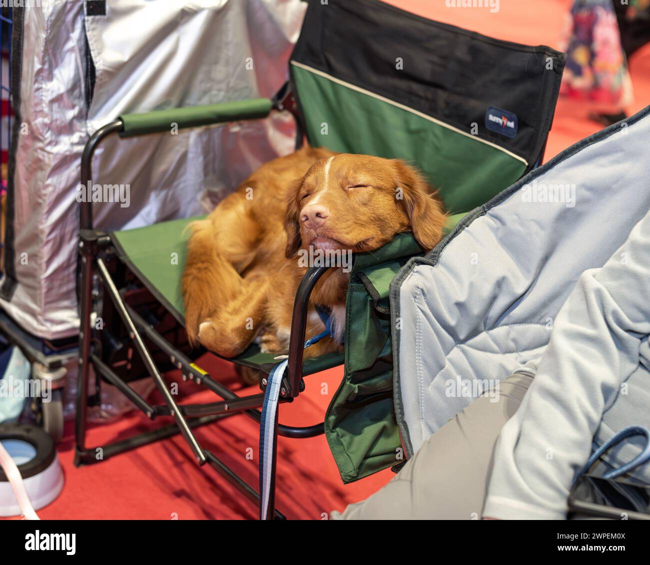 Crufts 2024 discover dogs sleeping dog hi-res stock photography and images - Alamy
