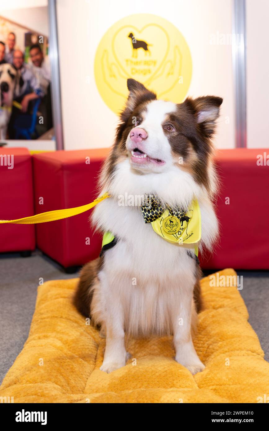 Crufts 2024 therapy dog stand hi-res stock photography and images - Alamy