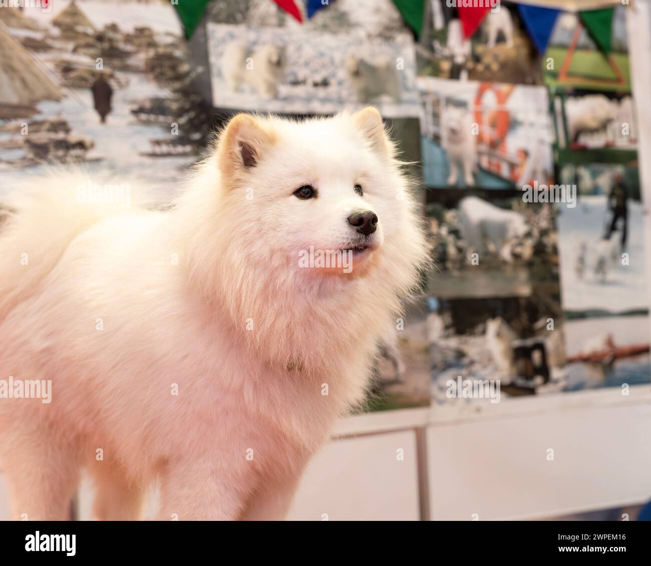 Crufts 2024 discover dogs hi-res stock photography and images - Alamy