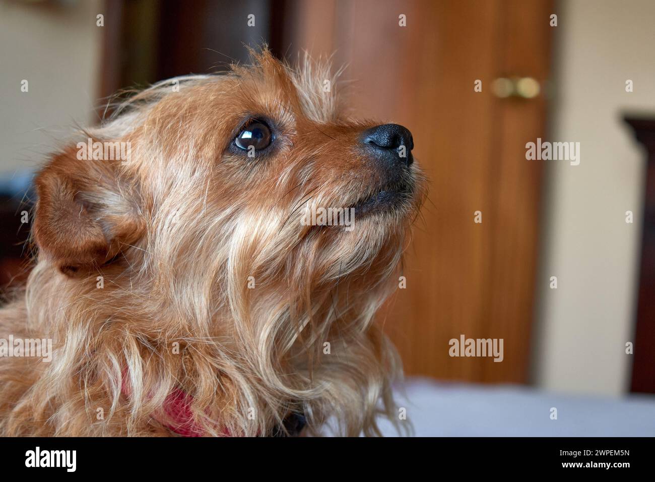 Side view yorkshire terrier hi-res stock photography and images - Alamy