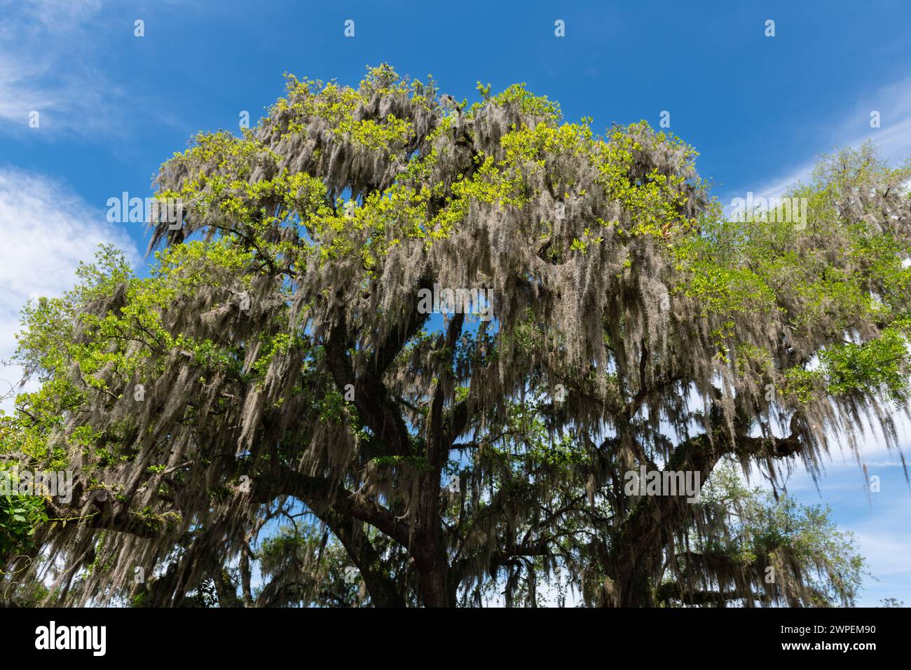 Spanish moss hanging from a tree over a blue sky in the southern United ...