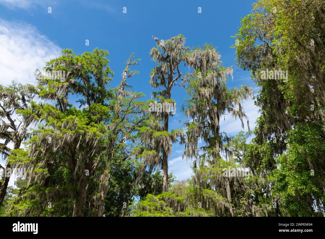 Spanish moss hanging from a tree over a blue sky in the southern United ...