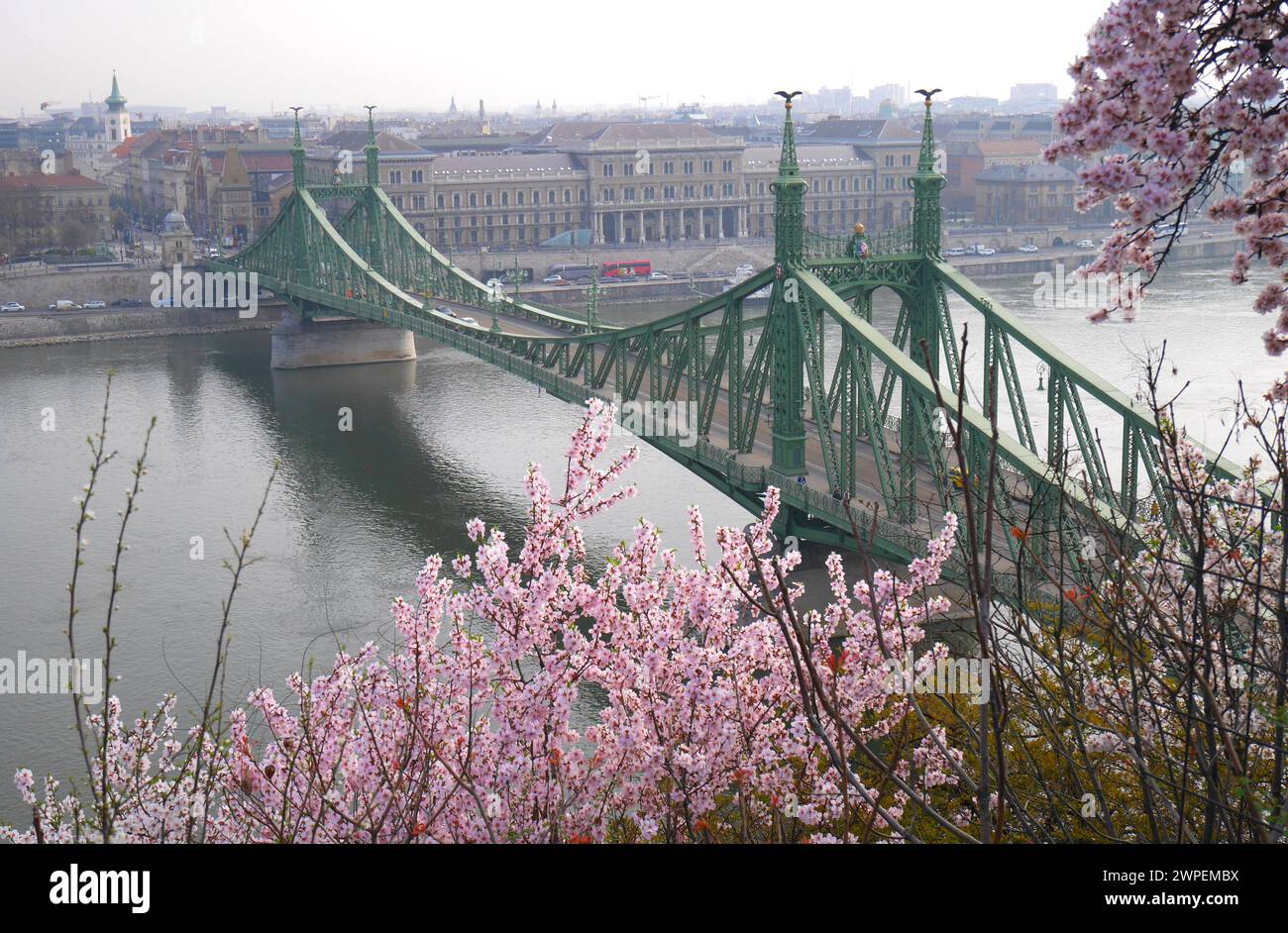 Szabadsag hid, Liberty Bridge spanning the River Danube, with almond ...