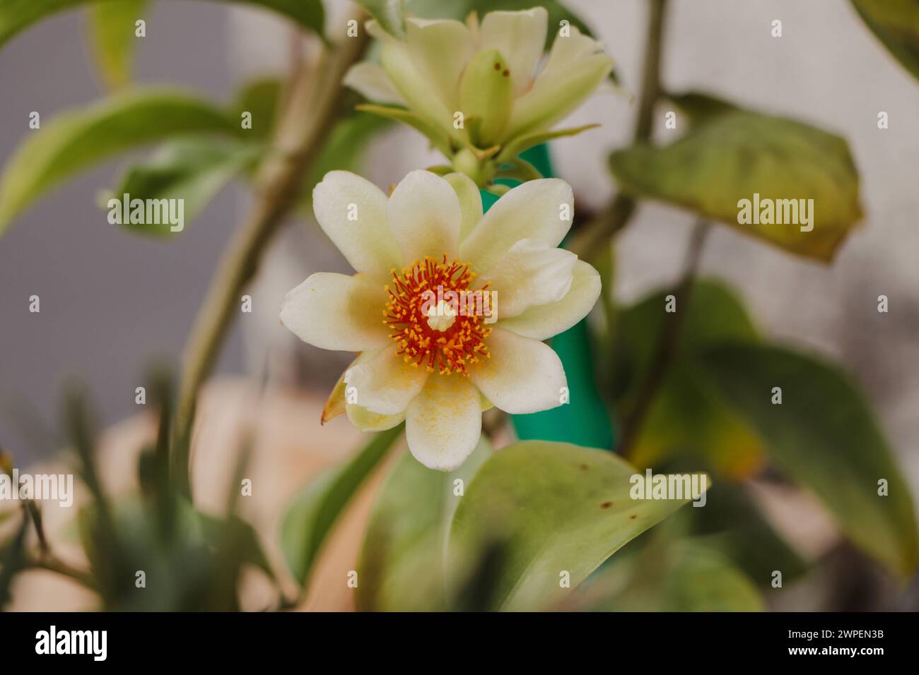 flower of ora pro nobis Stock Photo - Alamy