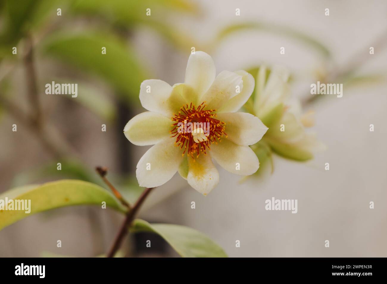ora pro nobis flower closeup Stock Photo - Alamy