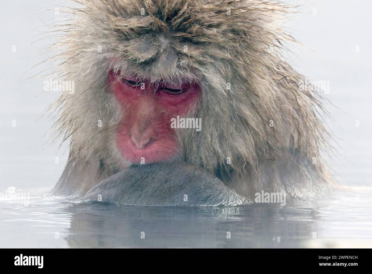 Portrait of a Japanese Macaque, "snow monkey", close up in the hot ...