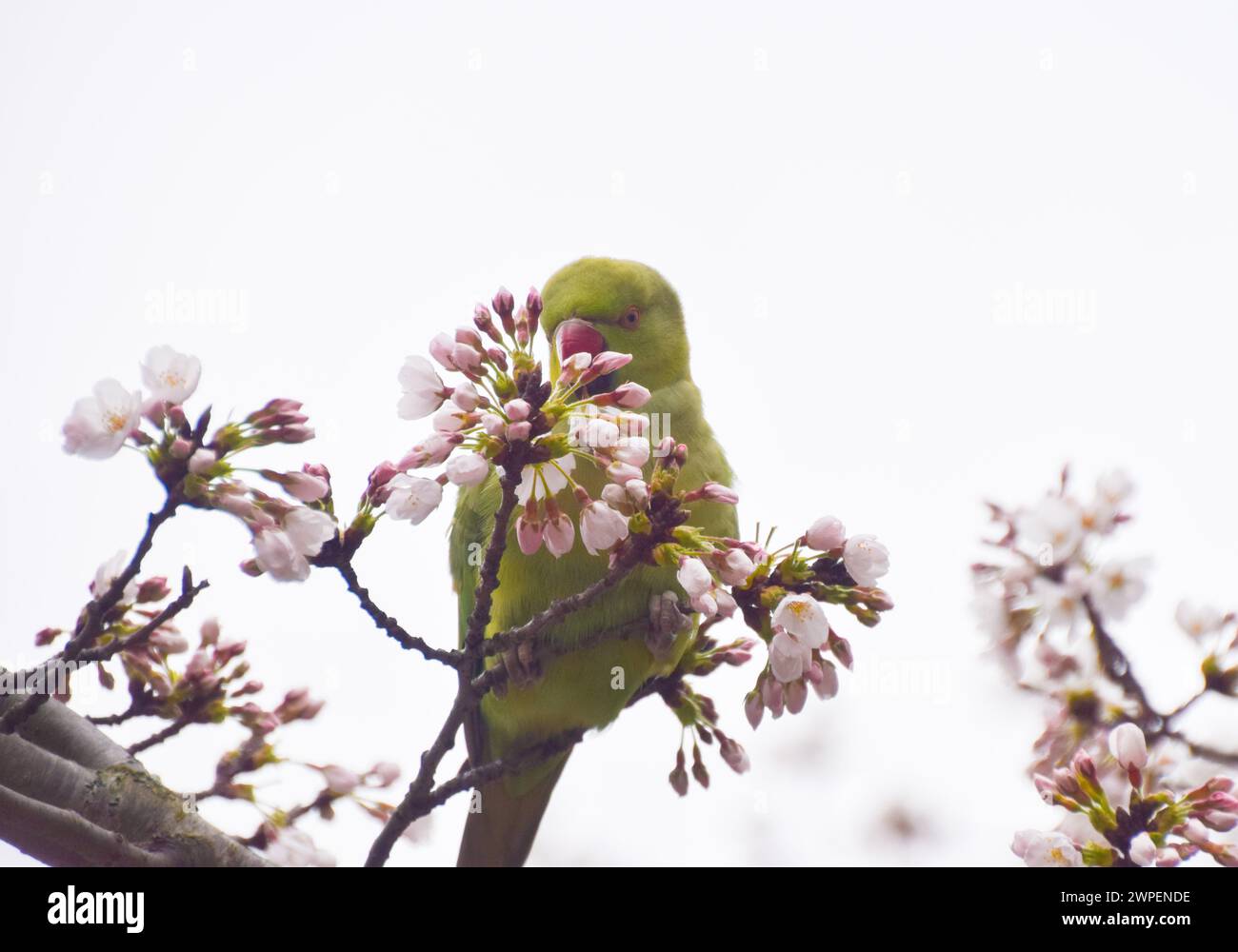 London, UK. 7th March 2024. A ring-necked parakeet, also known as rose ...