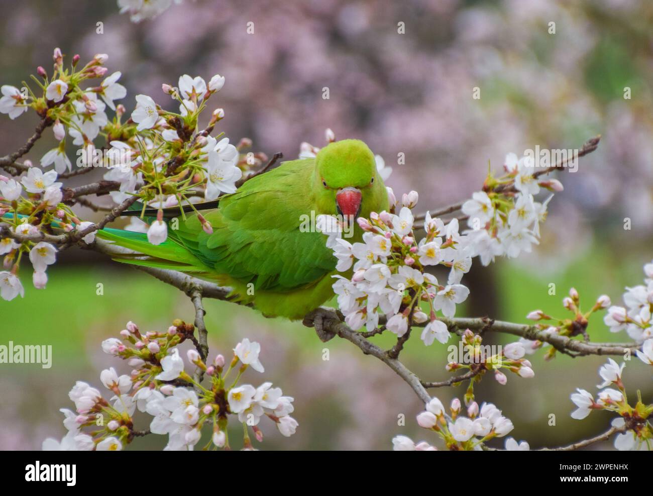 London, UK. 7th March 2024. A ring-necked parakeet, also known as rose ...