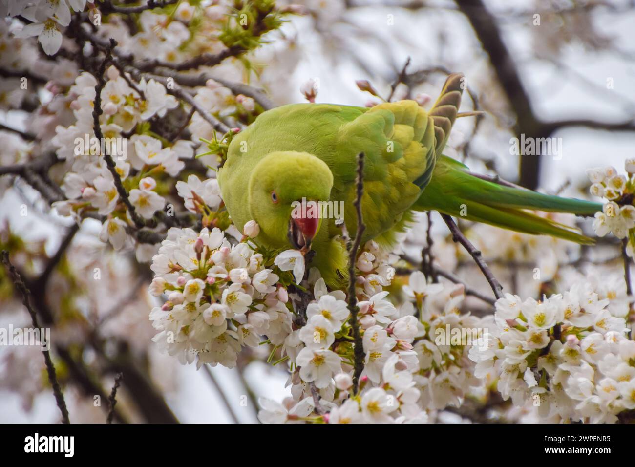 London, UK. 7th March 2024. A ring-necked parakeet, also known as rose ...