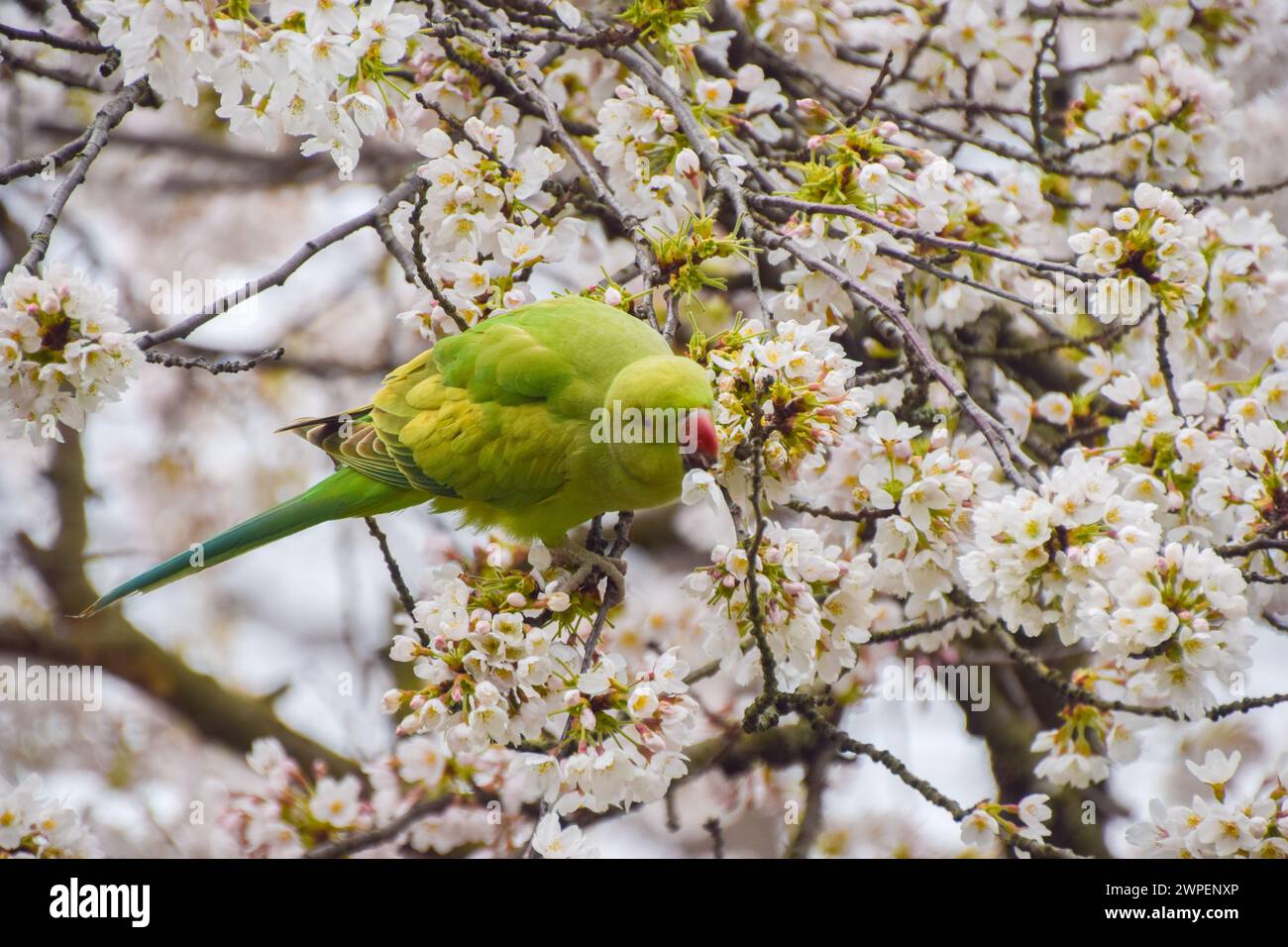 London, UK. 7th March 2024. A ring-necked parakeet, also known as rose ...