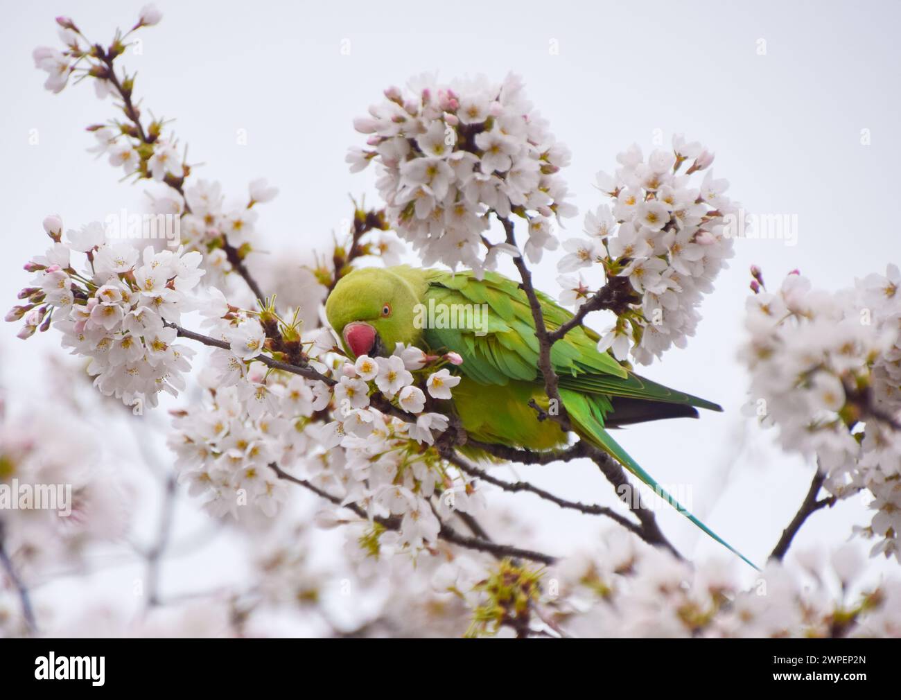 London, UK. 7th March 2024. A ring-necked parakeet, also known as rose ...