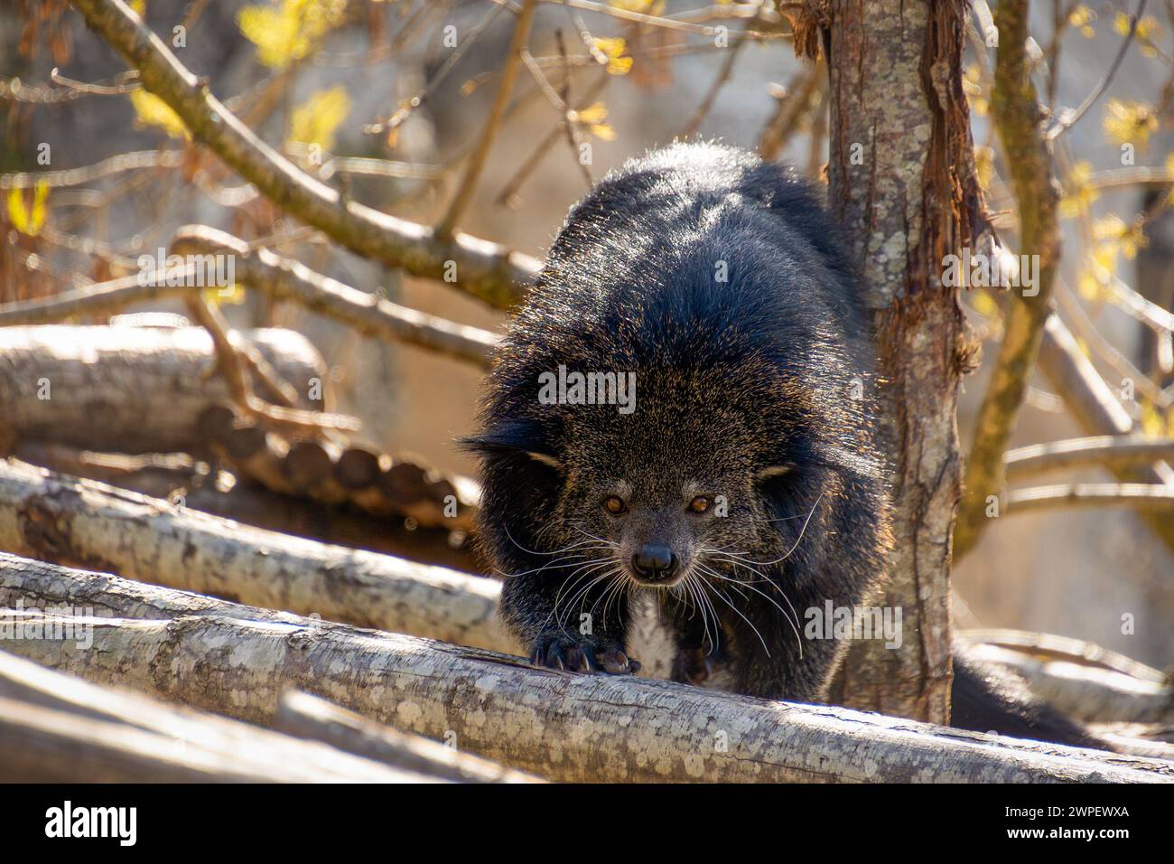 Binturong bear cat hi-res stock photography and images - Alamy