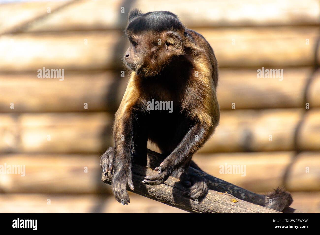 capuchin, close-up, in an animal park Stock Photo - Alamy