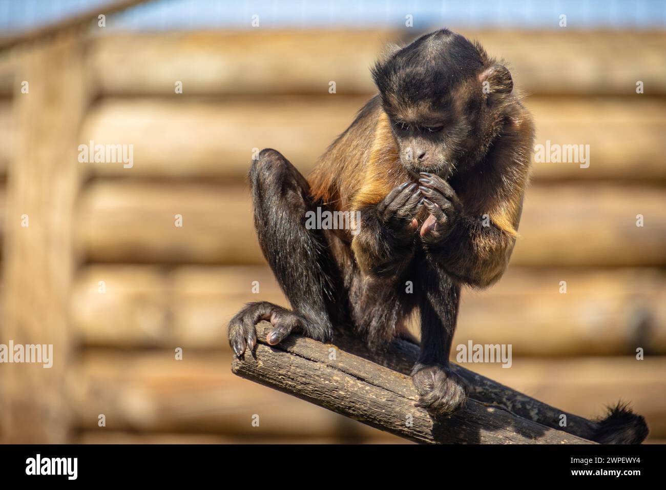 Brown capuchin sitting in cage hi-res stock photography and images - Alamy