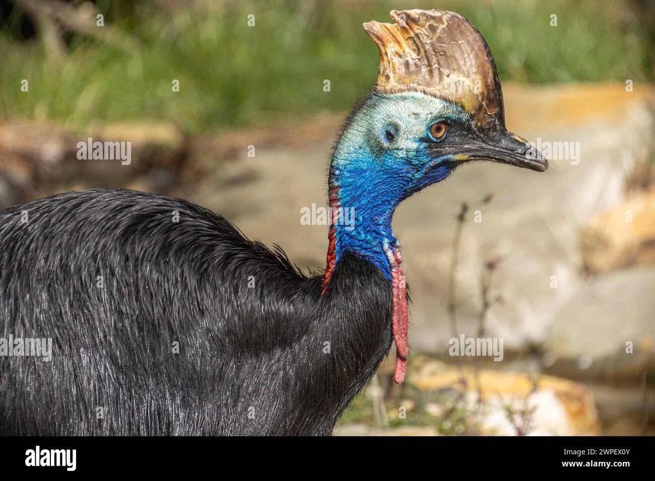 portrait of a bird, the cassowary Stock Photo - Alamy