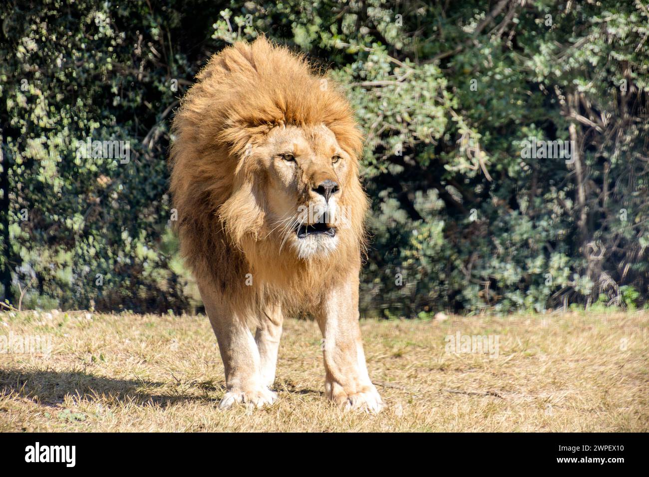 a lion, front, close up Stock Photo - Alamy