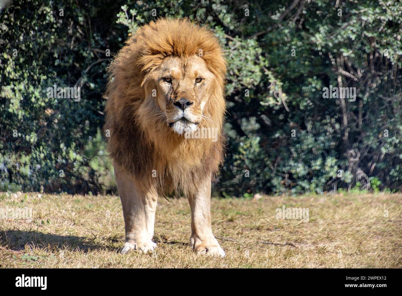 a lion, front, close up Stock Photo - Alamy