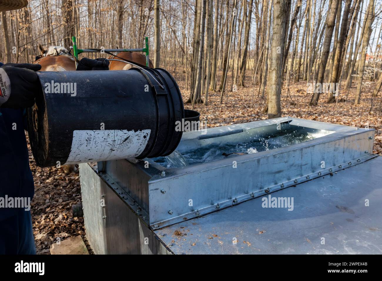 Pouring bucket of collected maple sap into a horse-drawn tank wagon on ...
