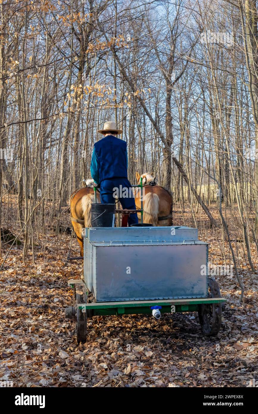 Horse-drawn wagon with tank used to collect maple sap on an Amish farm ...