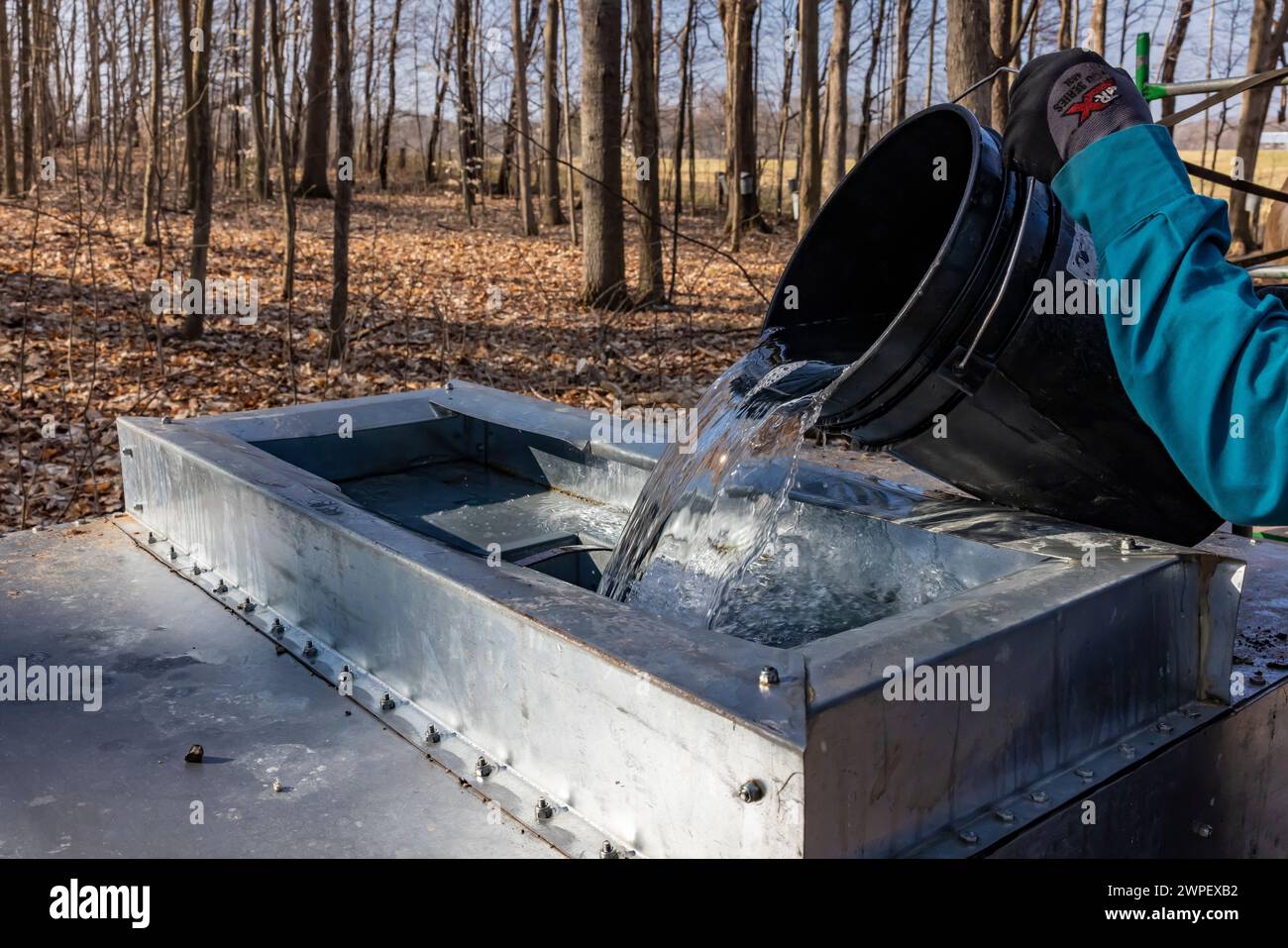 Pouring bucket of collected maple sap into a horse-drawn tank wagon on ...