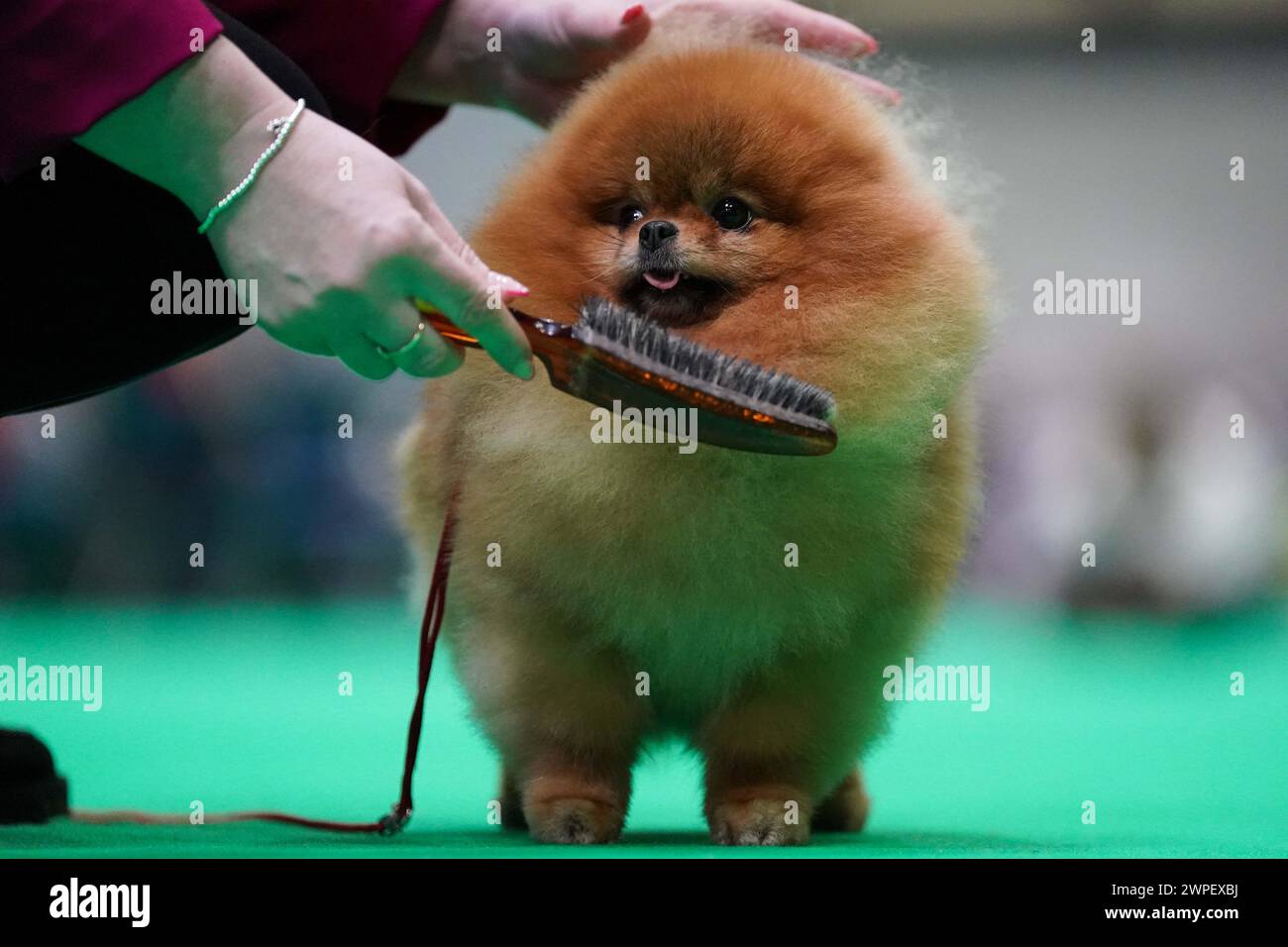 A Pomeranian is groomed in the showring during the first day of the ...
