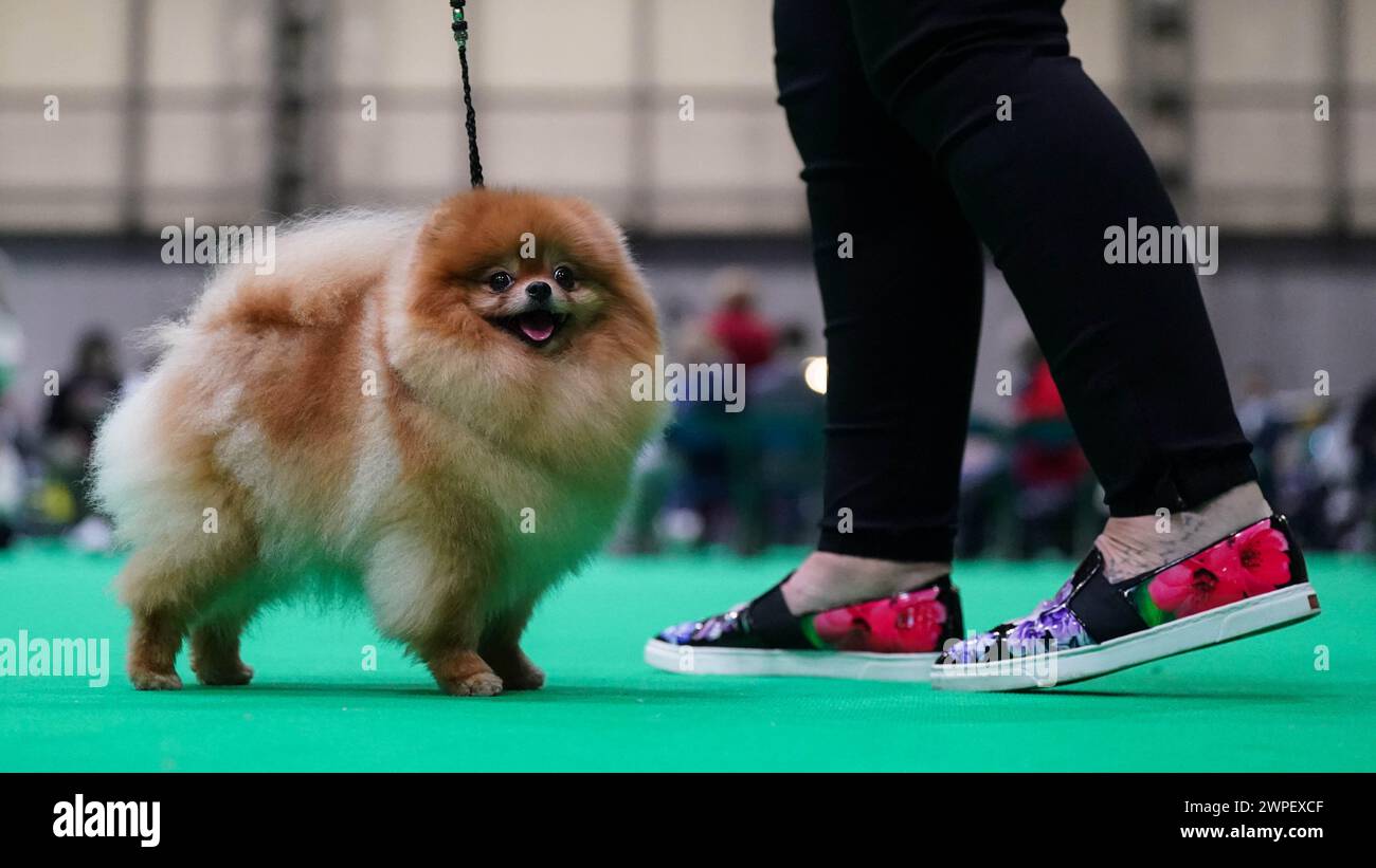 A Pomeranian in the showring during the first day of the Crufts Dog ...