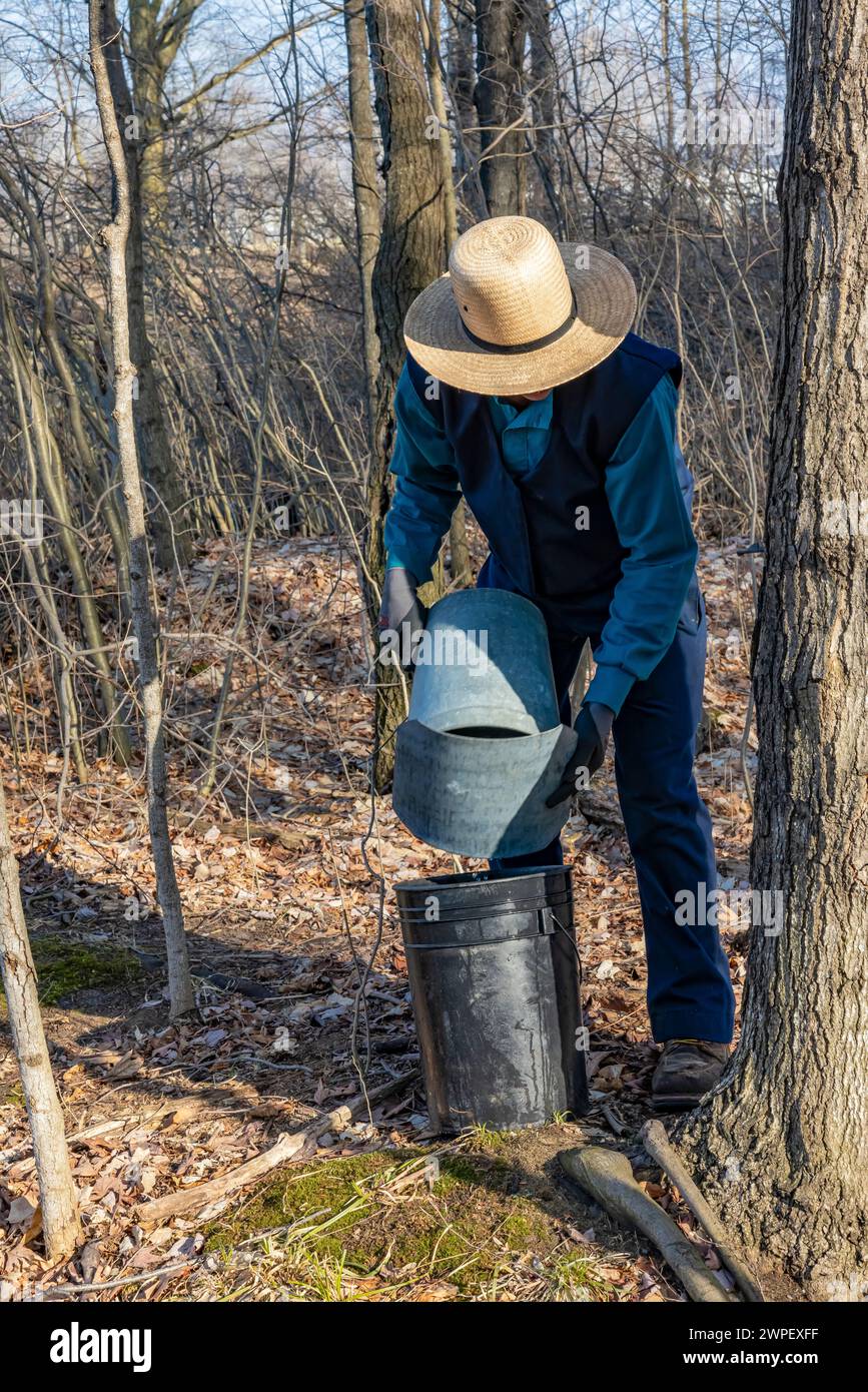 Young man emptying maple sap buckets on an Amish farm in Michigan, USA ...
