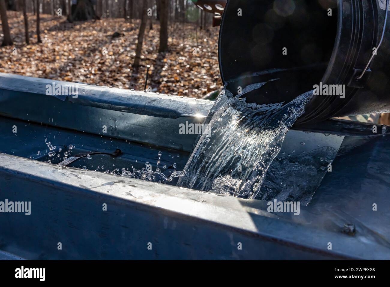 Pouring bucket of collected maple sap into a horse-drawn tank wagon on ...