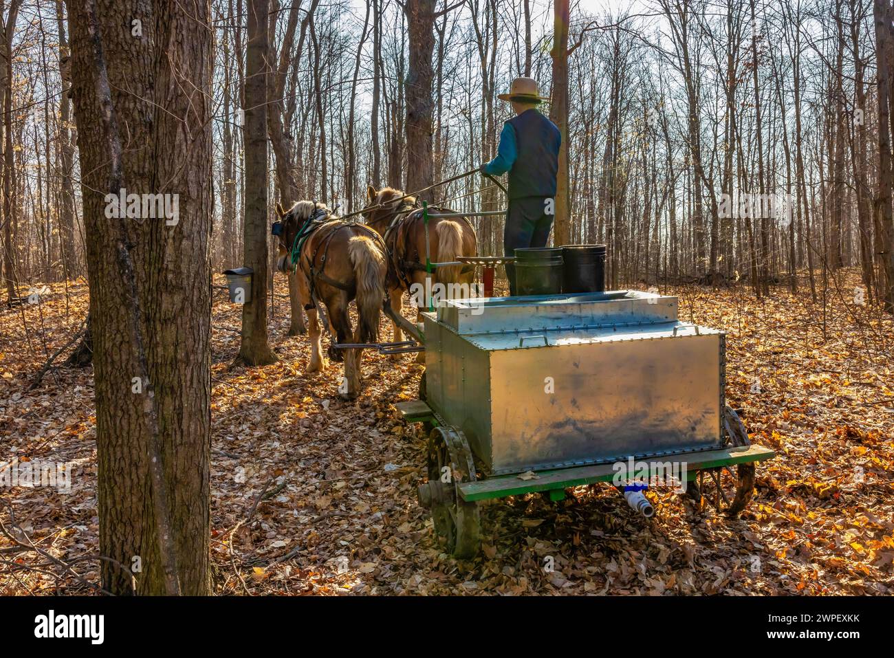 Horse horses drawn amish wagon hi-res stock photography and images - Alamy