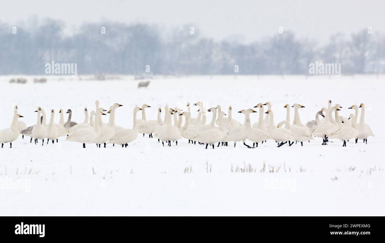 Adult and young swan hi-res stock photography and images - Alamy