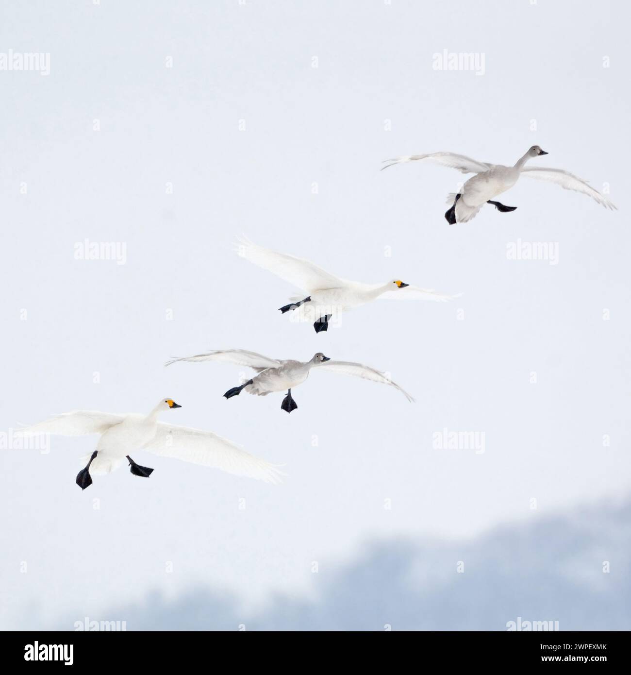 incoming... Bewick's Swans ( Cygnus bewickii ), Little Swans; Tundra ...