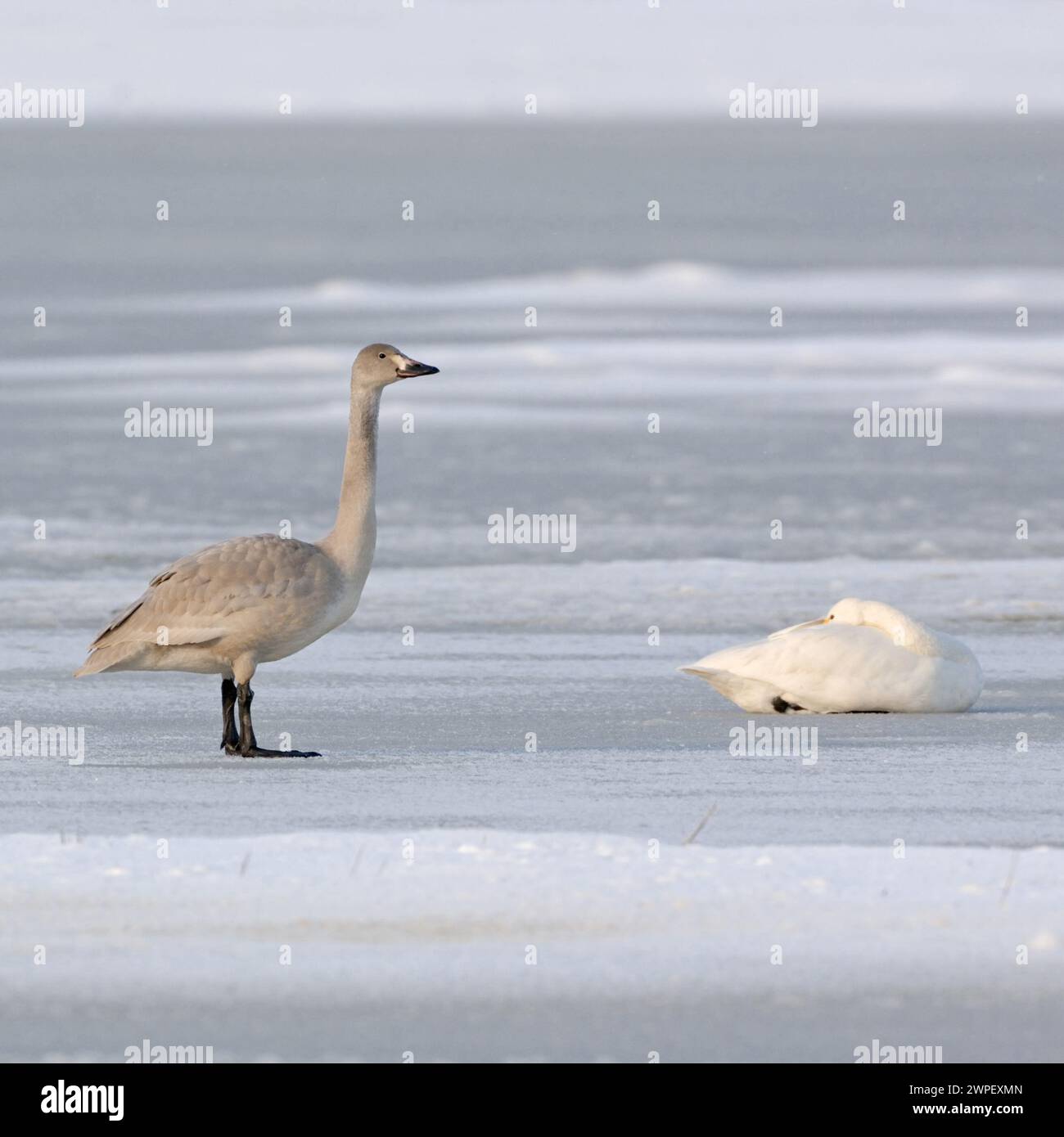 Midget swan hi-res stock photography and images - Alamy