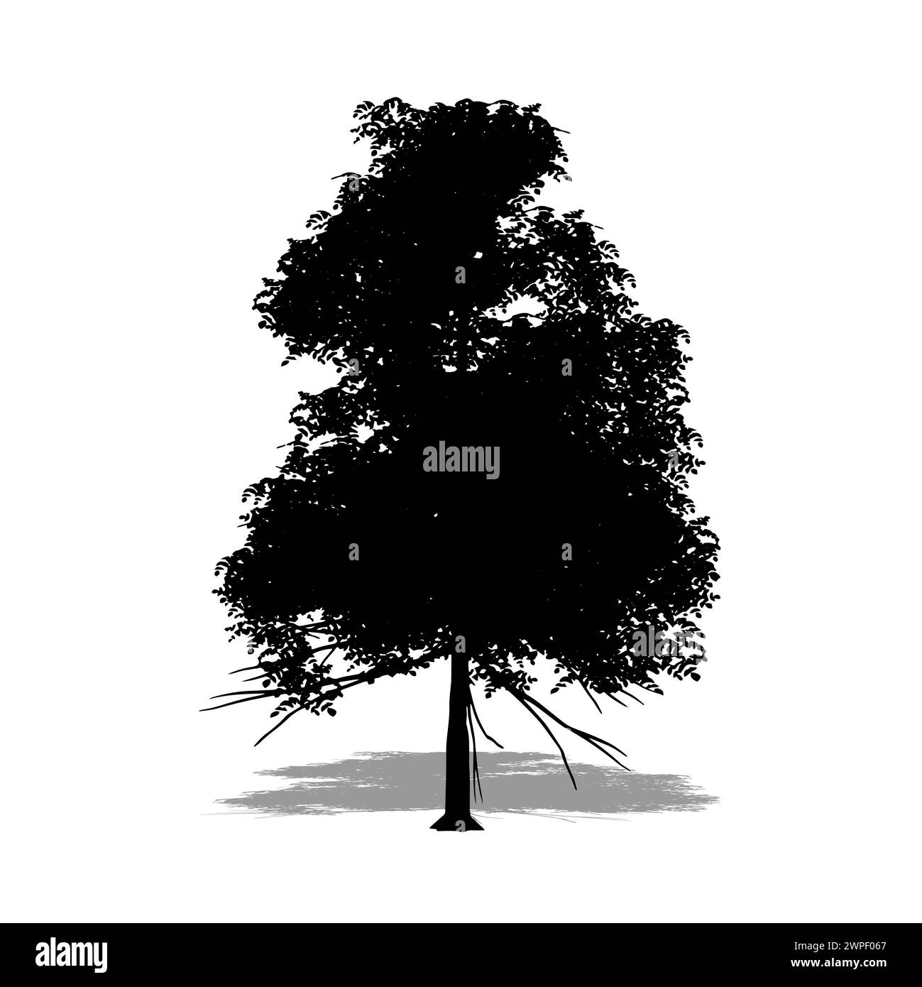 A Manchurian Angelica tree as a black silhouette on white background ...