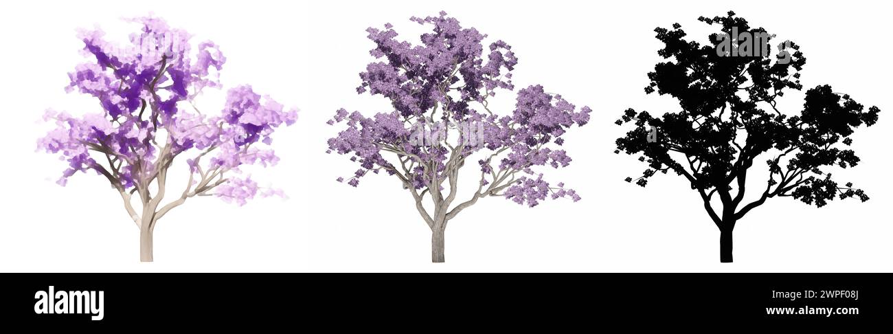 Jacaranda tree illustration hi-res stock photography and images - Alamy