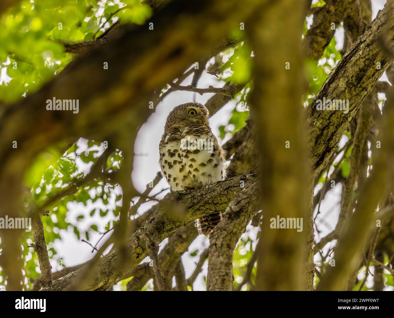 Barred owlet hi-res stock photography and images - Alamy