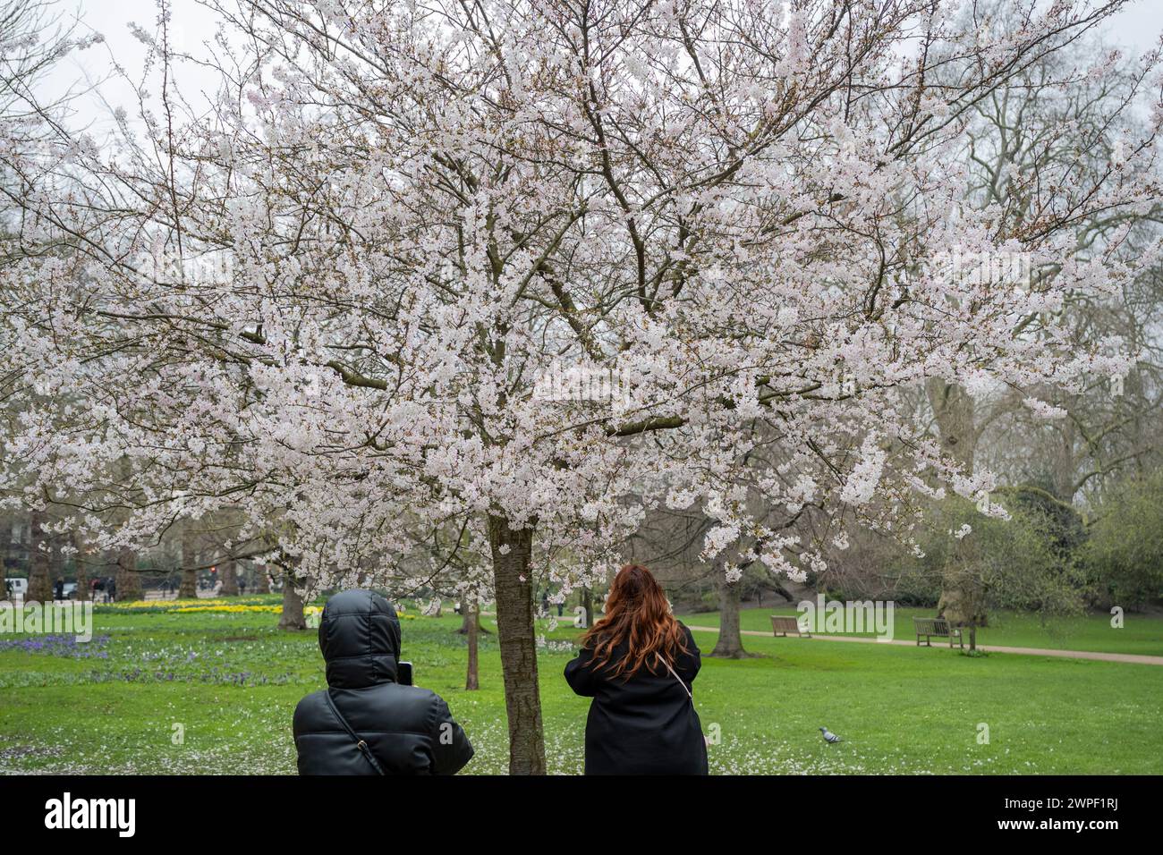London, UK. 7 March 2024. UK Weather – People admire the spring blooms ...