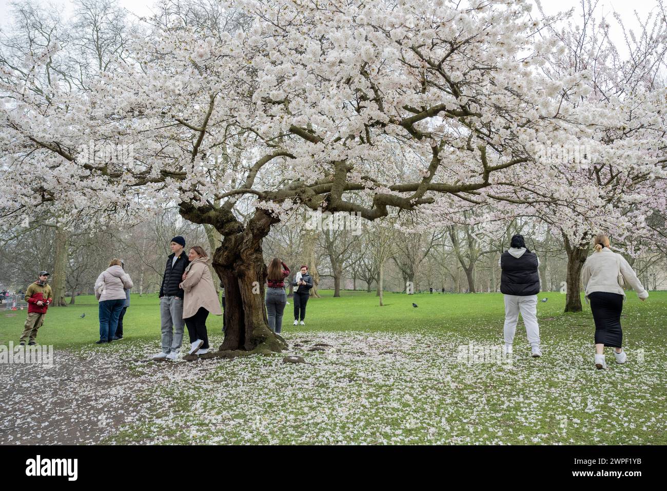London, UK. 7 March 2024. UK Weather – People admire the spring blooms ...