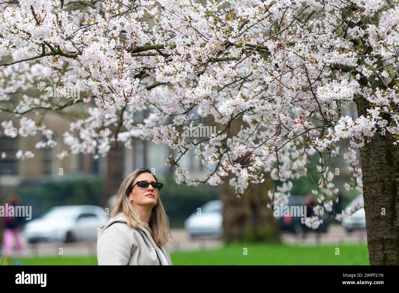 London, UK. 7 March 2024. UK Weather – People admire the spring blooms ...