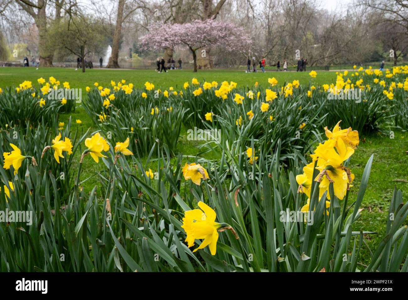 London, UK. 7 March 2024. UK Weather – People admire the spring blooms ...