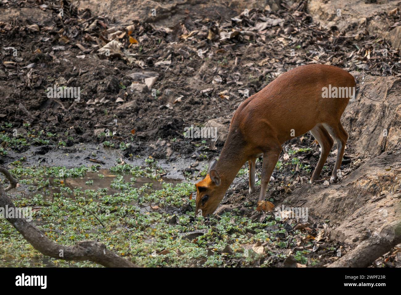 Southern Red Muntjac - Muntiacus muntjak, beatiful small forest deer ...