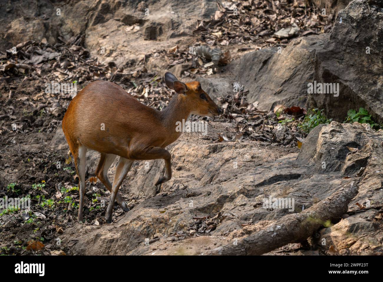Southern Red Muntjac - Muntiacus muntjak, beatiful small forest deer ...