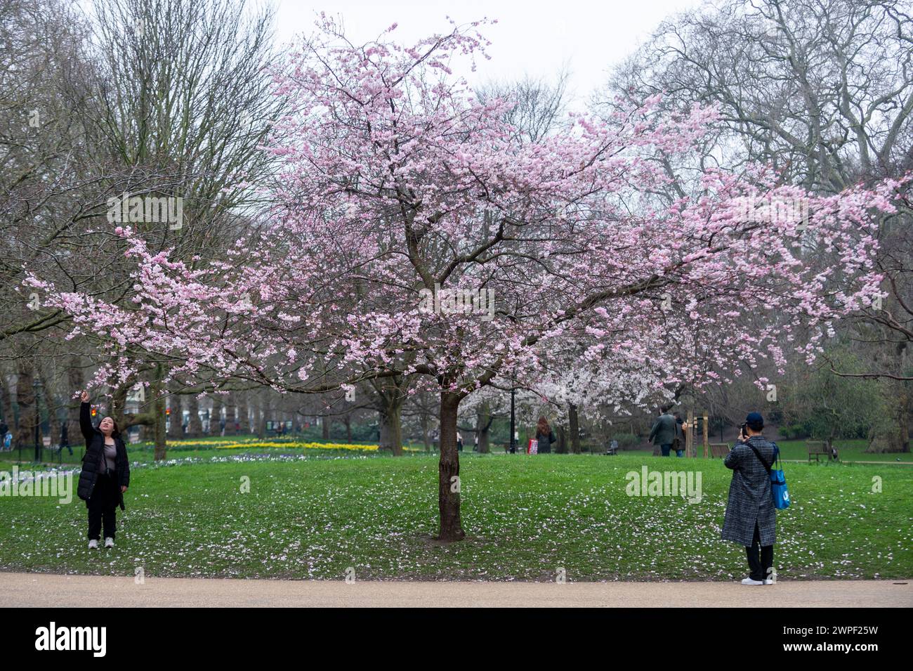 London, UK. 7 March 2024. UK Weather – People admire the spring blooms ...