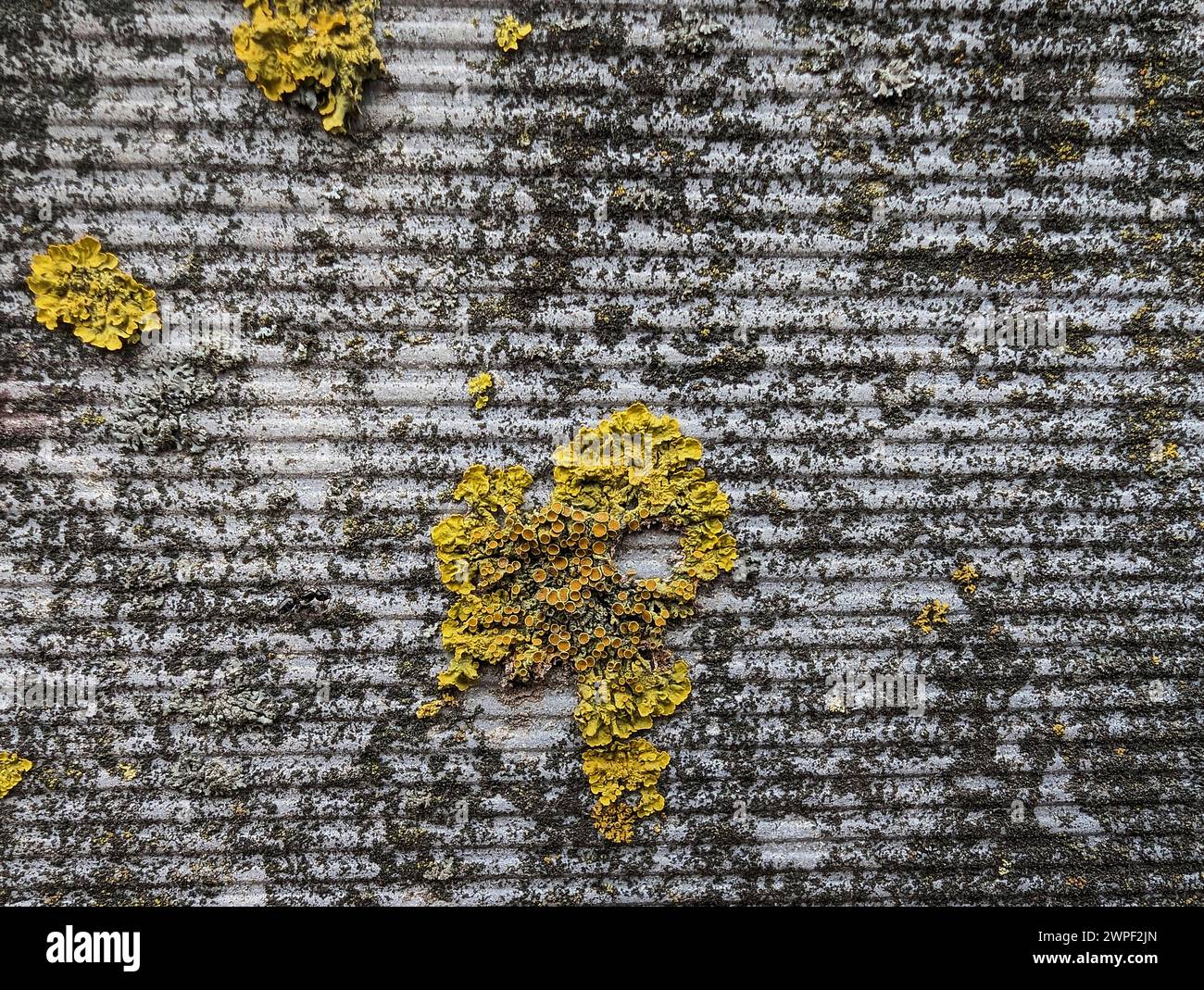 background, a bright yellow lichen on ribbed cement fence, grunge Stock ...