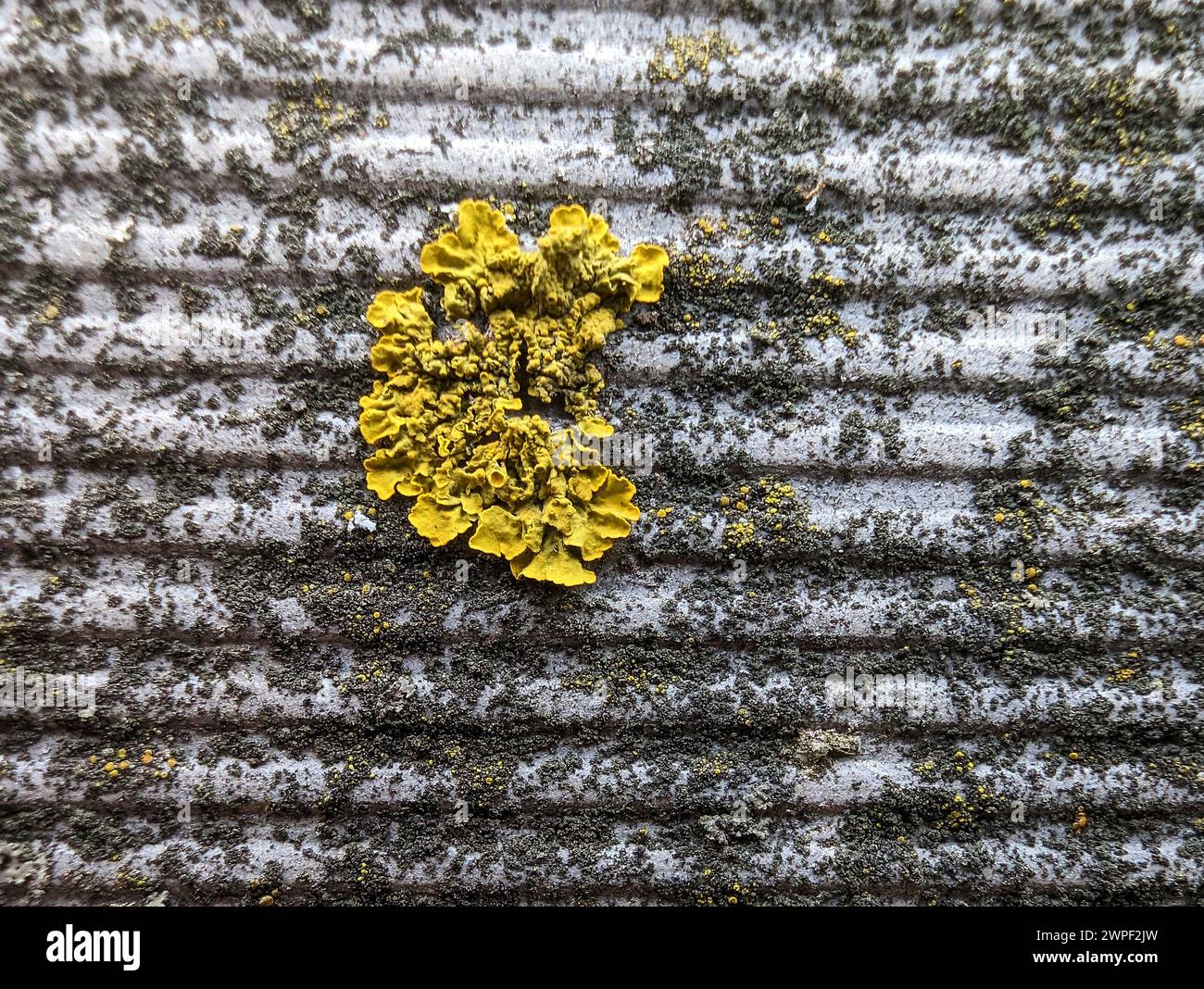 background, a bright yellow lichen on ribbed cement fence, grunge Stock ...