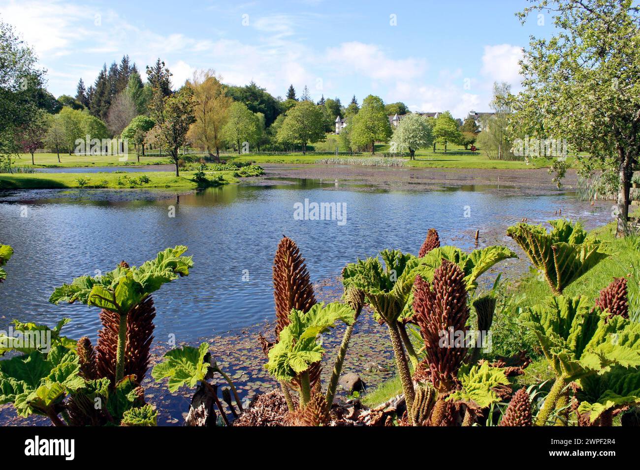 Small Loch with Summer Trees Stock Photo - Alamy